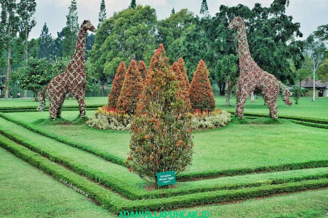 3 Tempat Wisata Favorit di Puncak yang Wajib Dikunjungi ⋆ Adam Villa Puncak